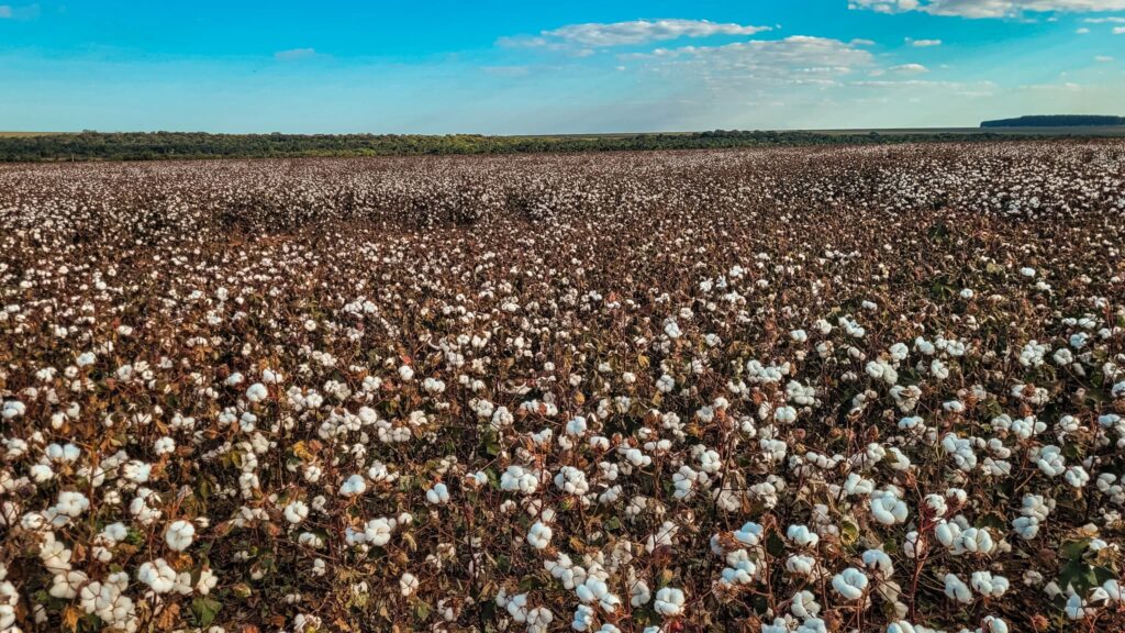 Algodão peruano cresce no Brasil e vira sinônimo de... | Agronews